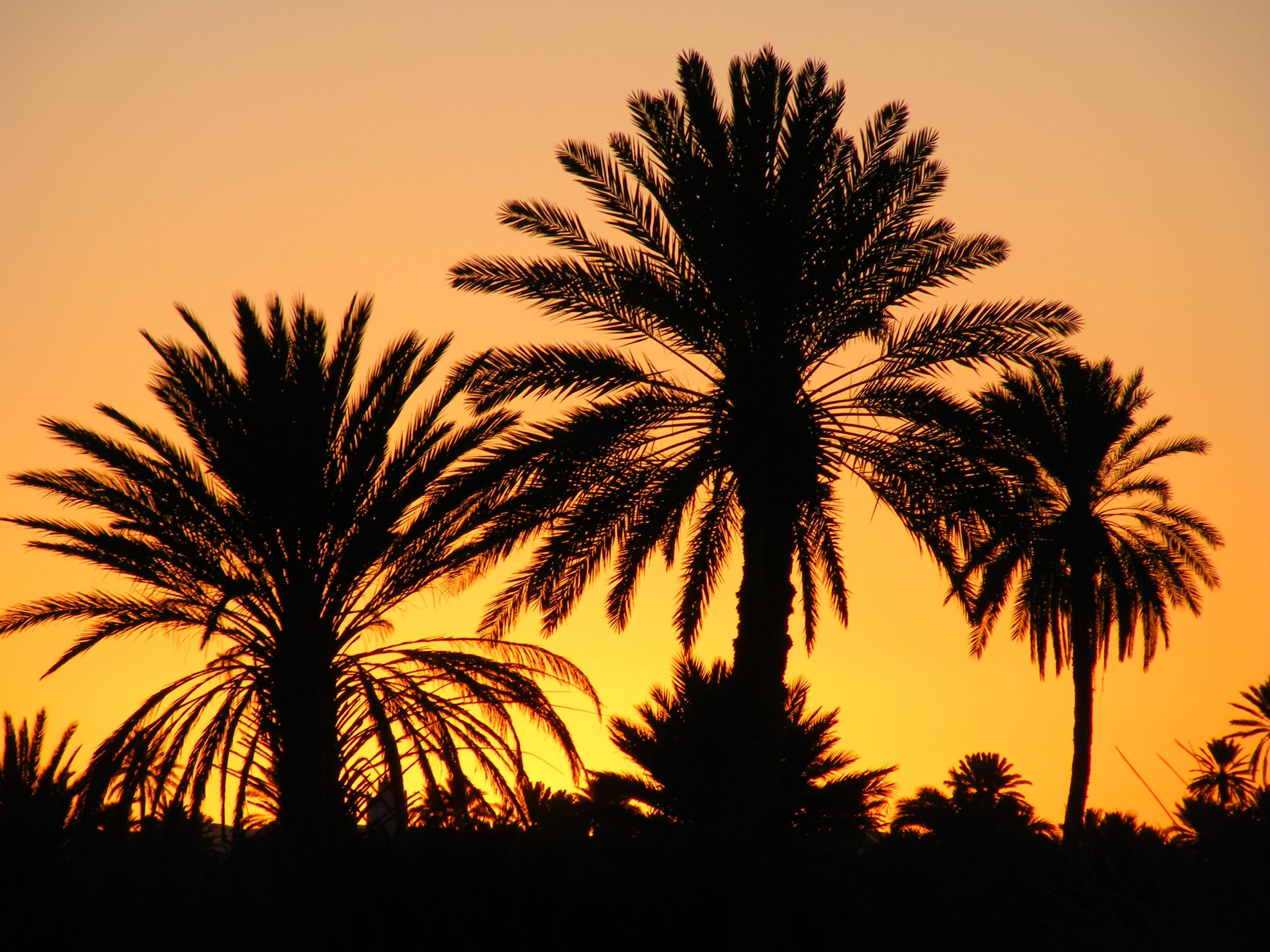 Catalogue tayiba dattes 2025 | Tayiba Datte